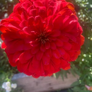 Zinnia Super Cactus Redman Heirloom Flower Seed 50 - Etsy