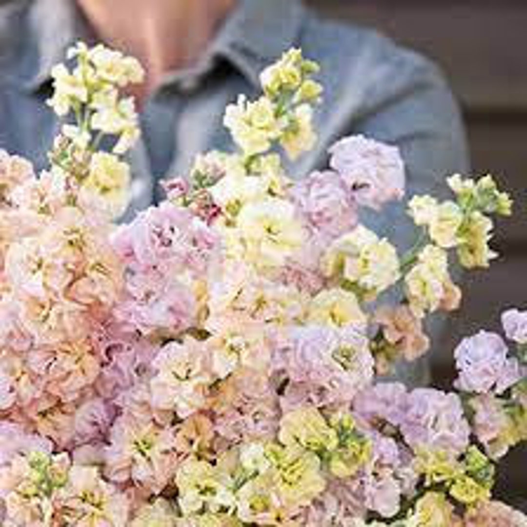 Stock Iron Pastel Mix Seed 25 - Etsy