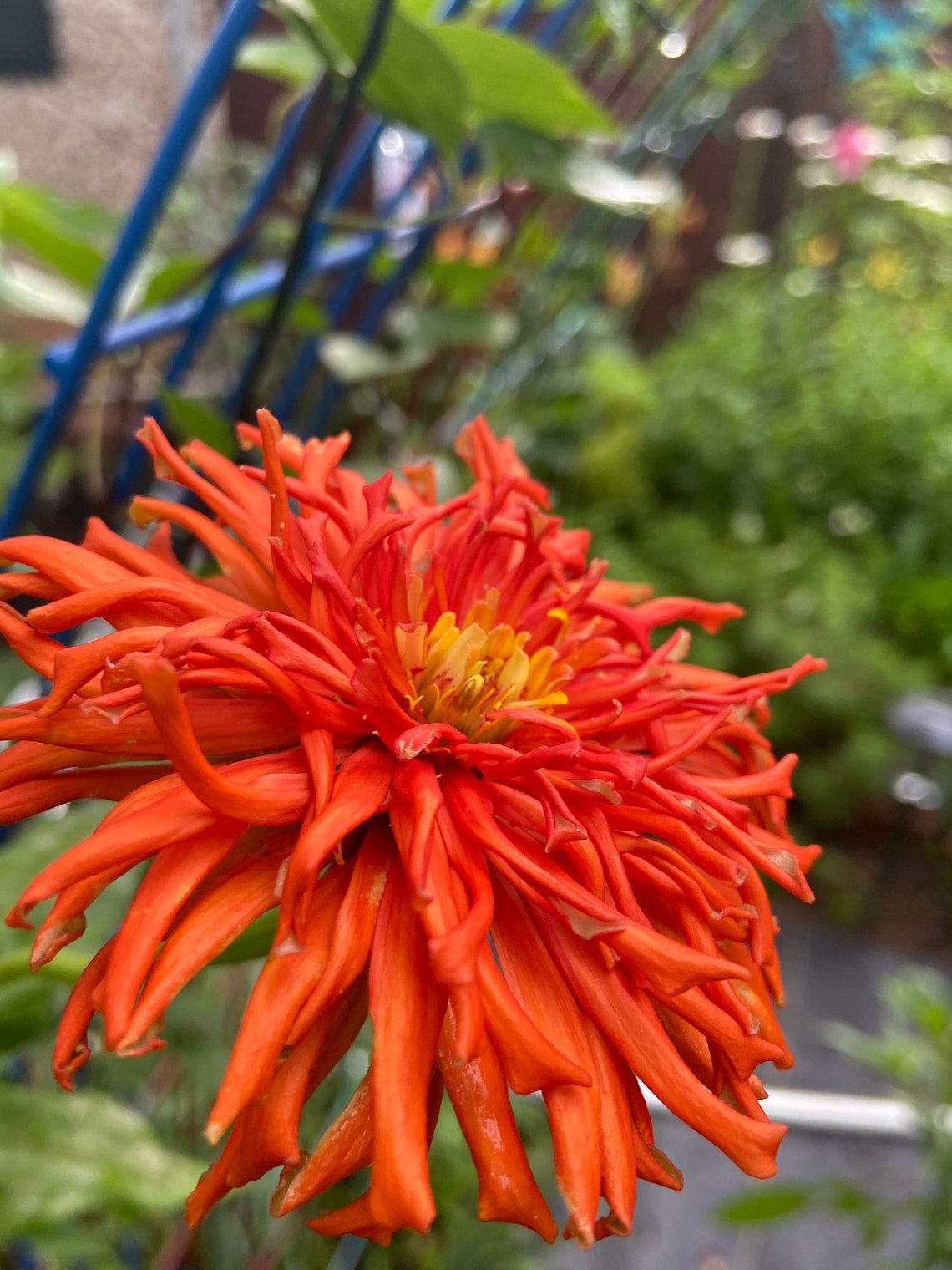 Zinnia Super Cactus Redman Heirloom Flower Seed 50 - Etsy