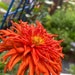 Zinnia Super Cactus Redman Heirloom Flower Seed 50 - Etsy
