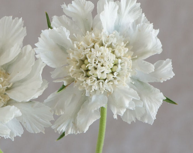Craspedia Sun Ball Flower Seed 25 - Etsy