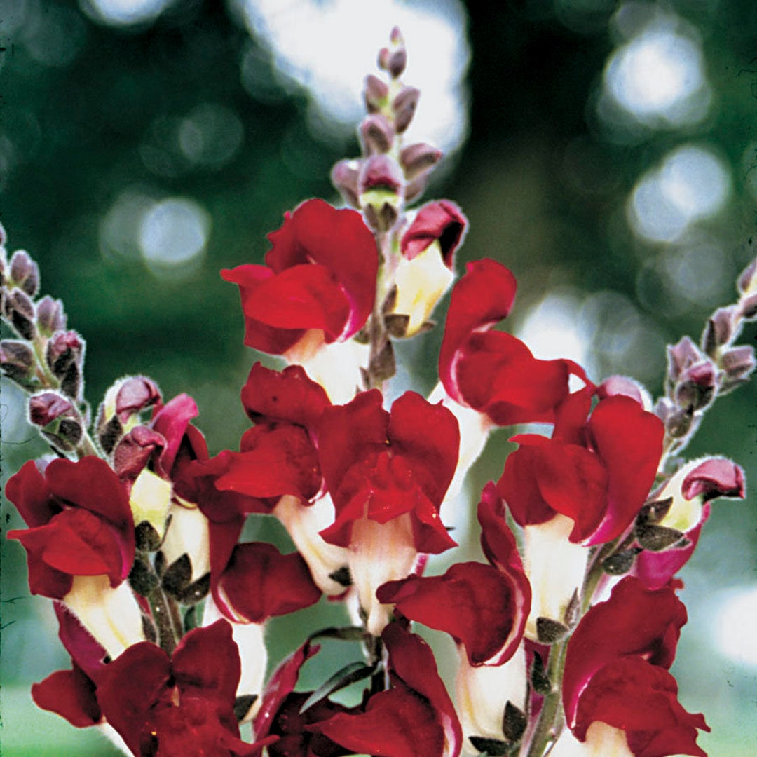 Snapdragon Day and Night Snapdragon Seeds 25 - Etsy