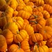 Pumpkin Jackb Little Pumpkins Seeds 15 - Etsy