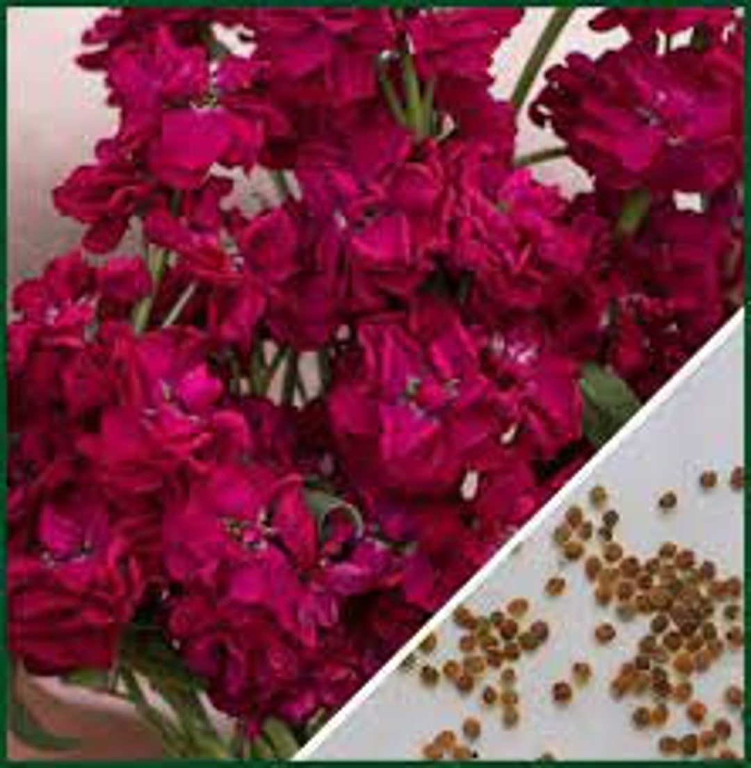 Katz Ruby Stock Flower Seeds 45 - Etsy
