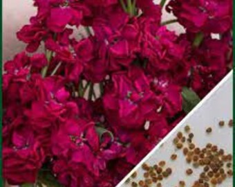 Katz Ruby Stock Seeds, Ruby Red Stock Flowers, 40 Seeds // Open ...