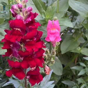 Snapdragon Potomac Red Seeds 40 - Etsy