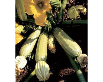 Italian Zucchini Seeds - Etsy