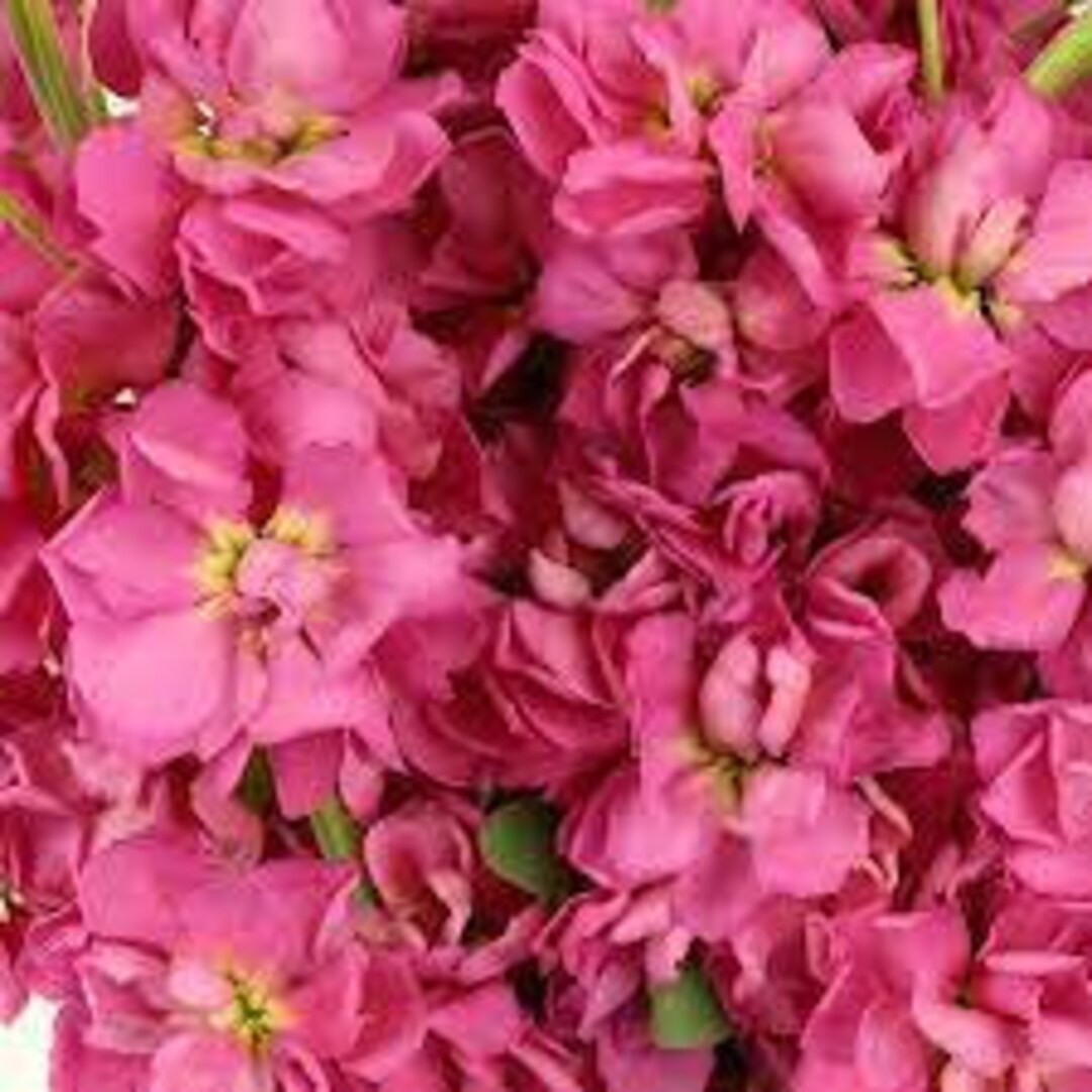 Stock Rose Pink Flower Seed 25 - Etsy