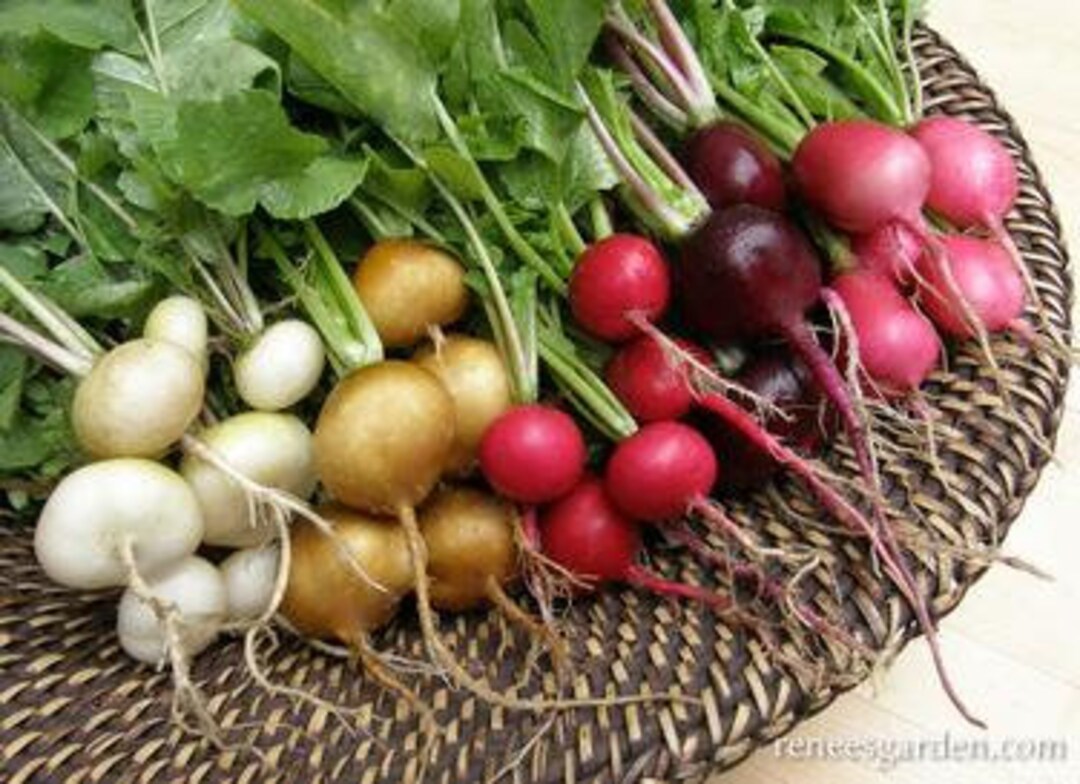 Radish 5 Color Mix Garden Party Seeds 50 - Etsy