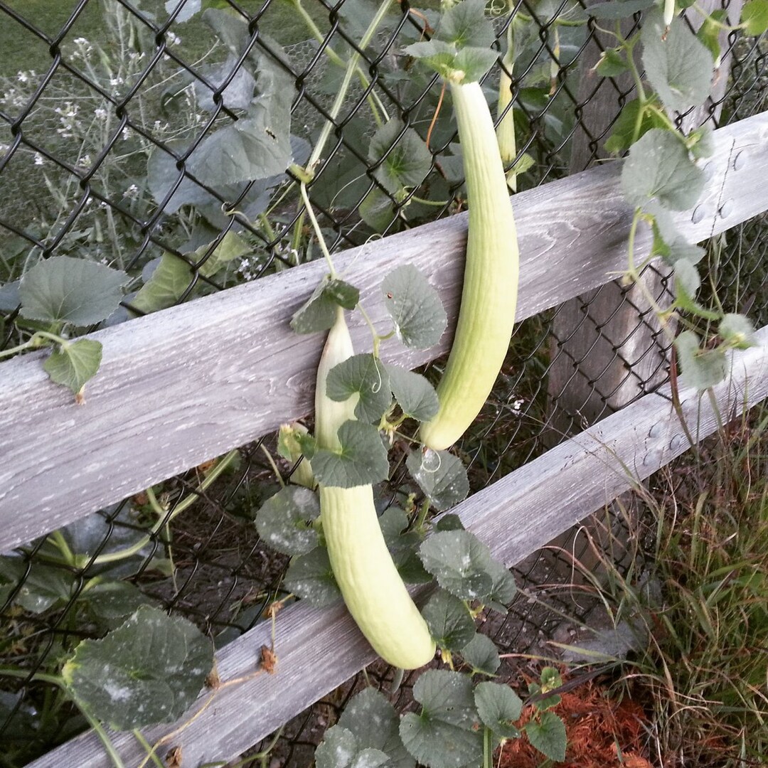 Cucumber American Yard Long Cucumbers Seeds 15 - Etsy