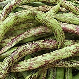 Beans Rattlesnake and Purple Pole Heirloom Seeds 50 - Etsy
