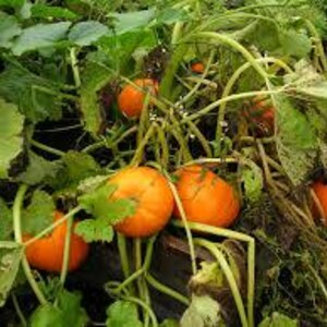 Pumpkin Baby Pumpkins Mini Jack Seeds 20 - Etsy