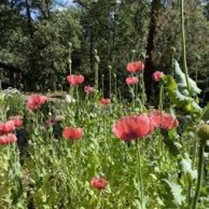 Poppy the Giant Rattle Poppy Heirloom Seeds 50 - Etsy