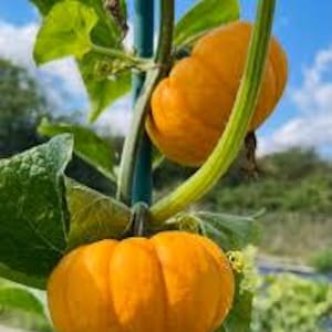 Pumpkin Baby Pumpkins Mini Jack Seeds 20 - Etsy
