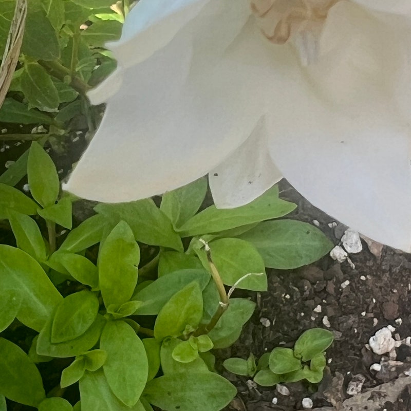 Perennial Seeds - Etsy