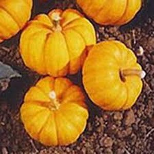 Pumpkin Baby Pumpkins Mini Jack Seeds 20 - Etsy
