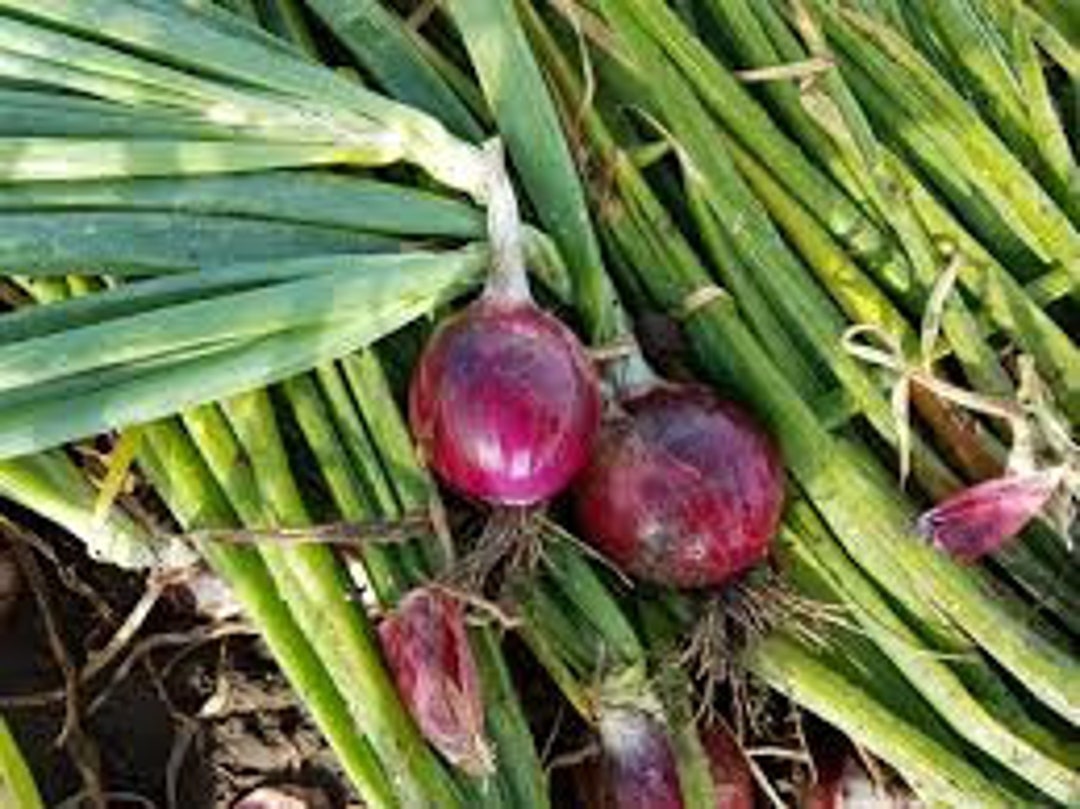 Onion (short Day) Red Burgundy Heirloom Seed 100 - Etsy