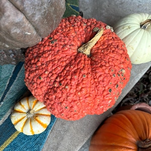 Pumpkin Red Warty Thing Pumpkin Seeds 30 - Etsy