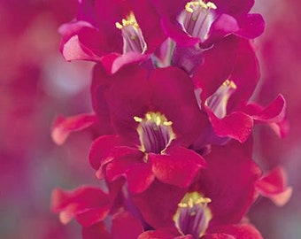 Privacy Asarina Joan Loraine/96 Climber/2 Deep Purple Trumpets/climbing ...