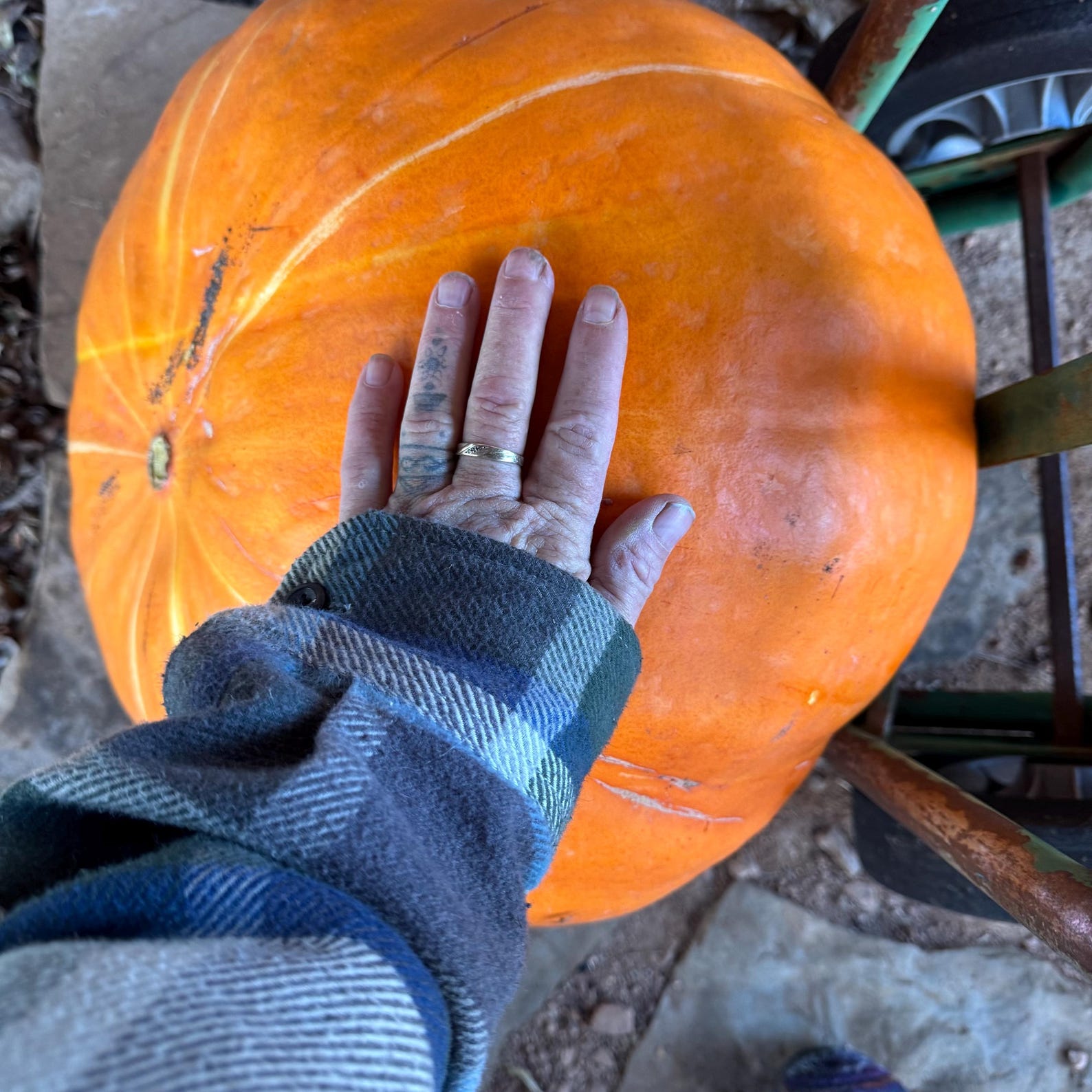 Pumpkin Dill’s Atlantic Giant Pumpkin Seeds 5 - Etsy