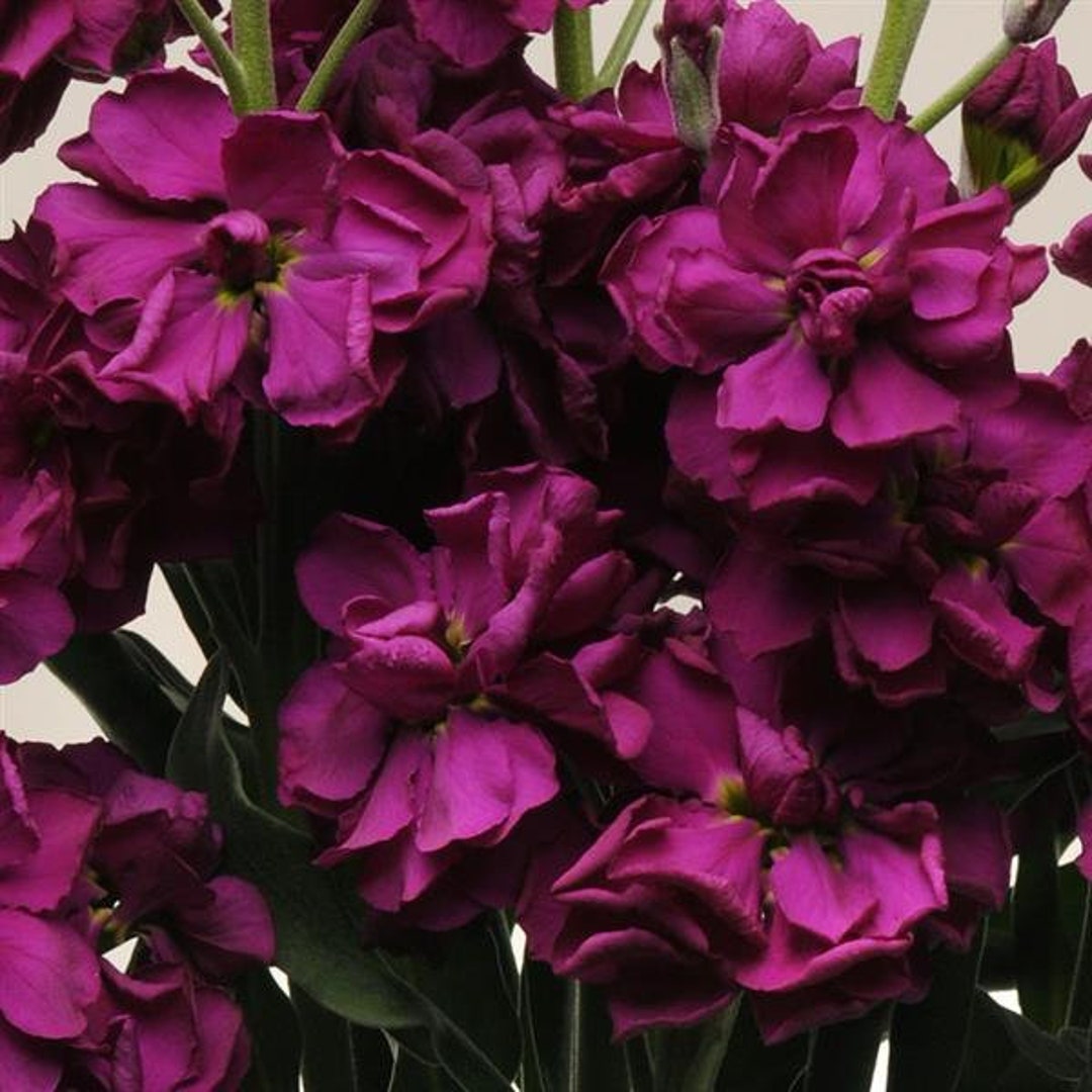 Katz Purple Stock Flower Seeds 25 - Etsy