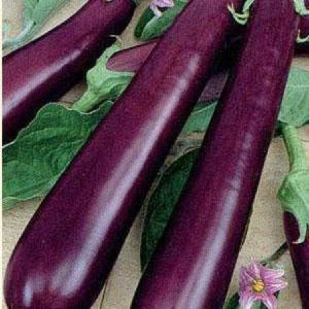 Eggplant Long Purple Heirloom Seeds 25 - Etsy