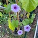 Moonflower Lavender Moon Flower Vine Seeds 10 - Etsy
