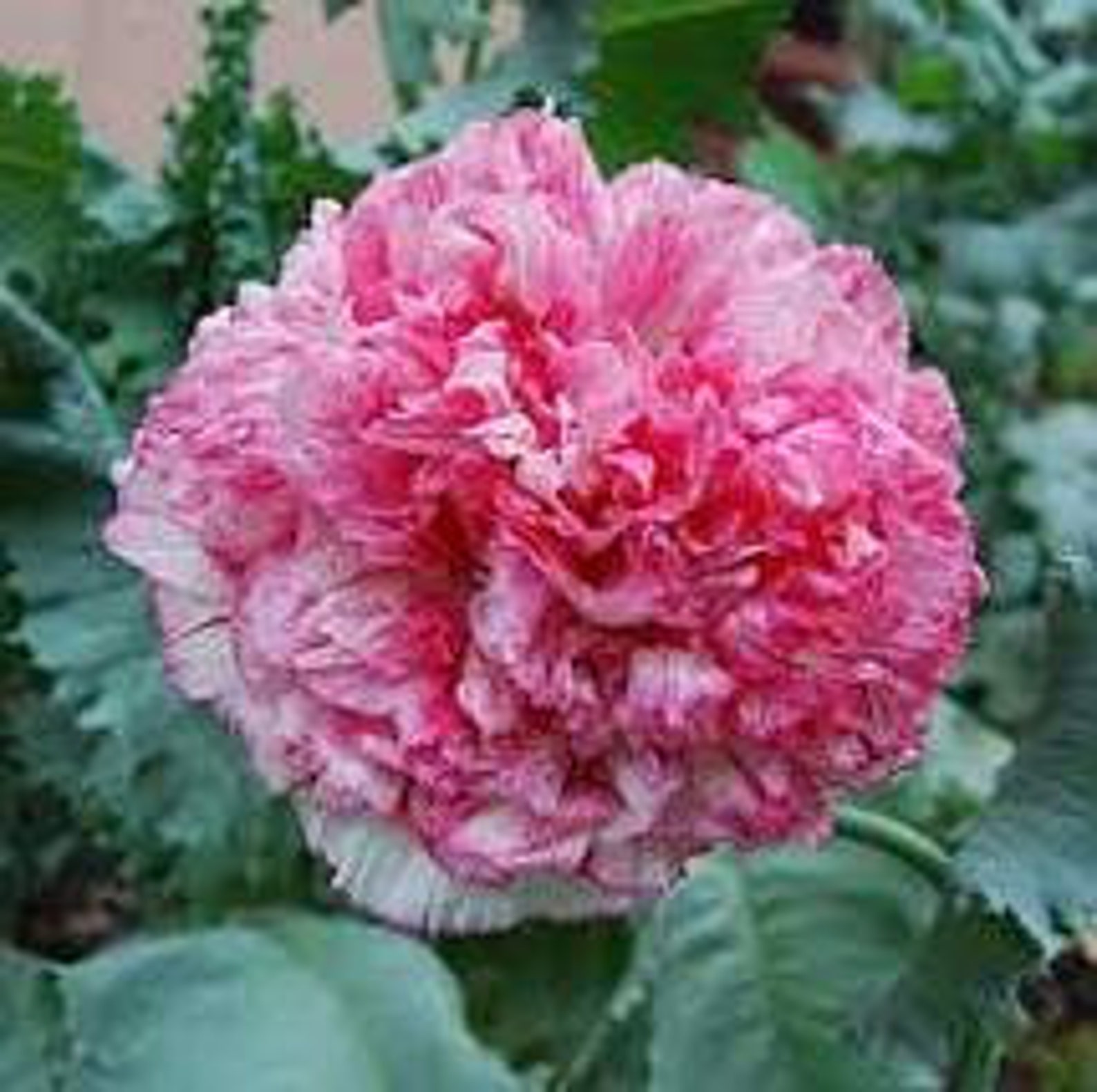 Poppy Antique Flemish certified organic seeds 20 | Etsy