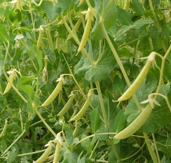 Pea Opal Creek Yellow Snap Pea Seeds 50 | Etsy UK
