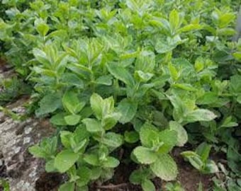 Applemint Seeds mentha Suaveolens Apple Mint Woolly Mint Pineapple Mint ...