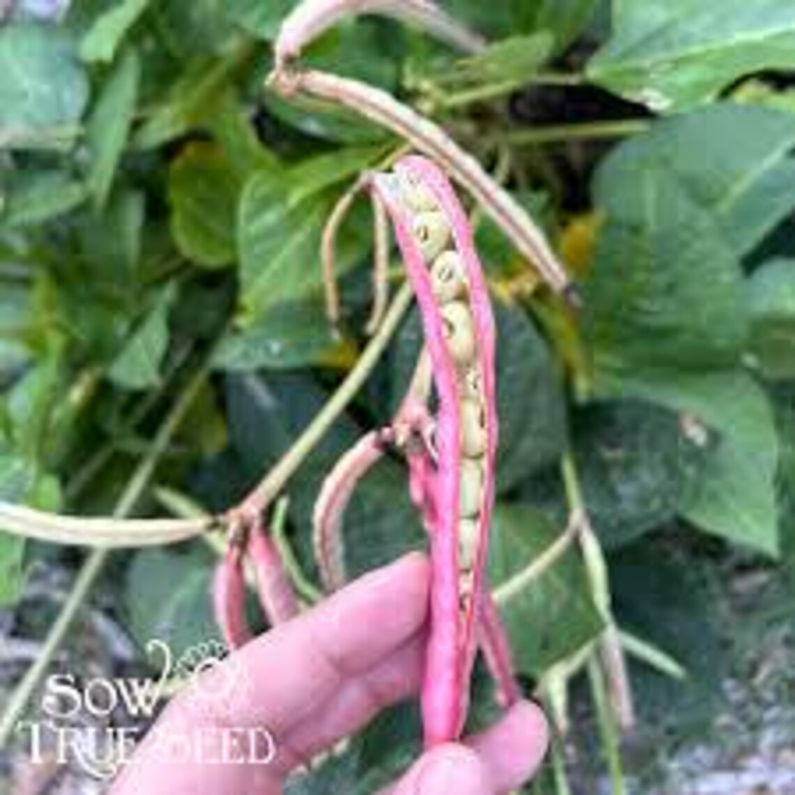 Crowder Pea Seeds 100 - Etsy