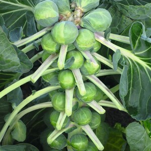 Brussel Sprouts Divino Seed 40 - Etsy