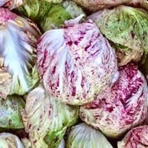 Castelfranco Heirloom Seeds 25 - Etsy