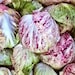 Castelfranco Heirloom Seeds 25 - Etsy