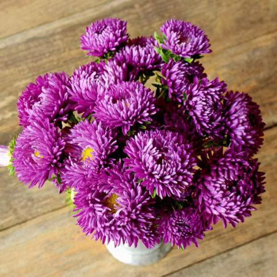 Aster Violet Tower Seeds 45 - Etsy