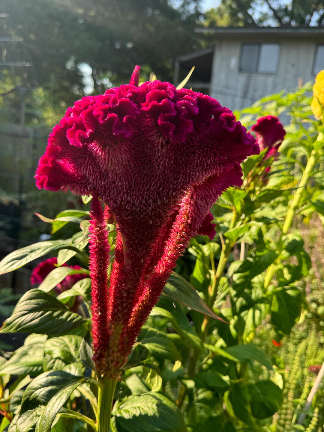 Cockscomb Tornado Red Heirloom Seed 25 - Etsy