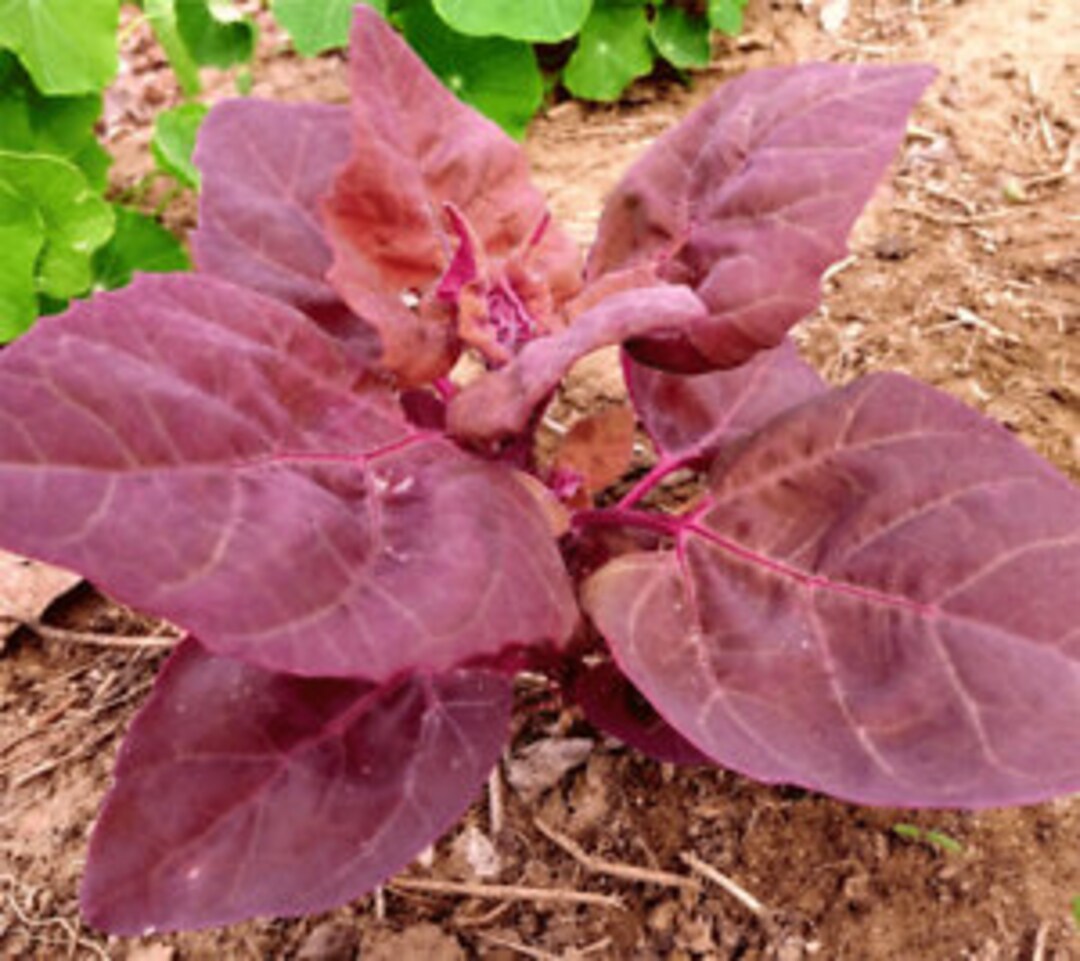 Atriplex Red Plume Seed 50 - Etsy