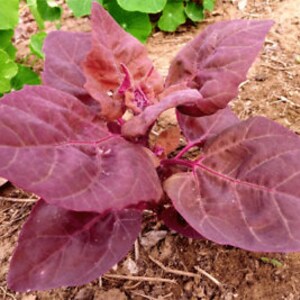 Atriplex Red Plume Seed 50 - Etsy