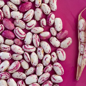 Bean Shell Flambo Seed 50 - Etsy