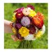 Strawflower Sultane Mix Seed 50 - Etsy