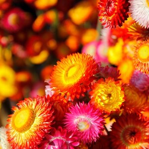 Strawflower Sultane Mix Seed 50 - Etsy