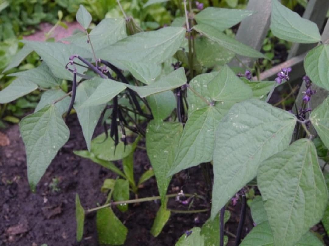Bean Bush Velour Vegetable Seed 100 - Etsy