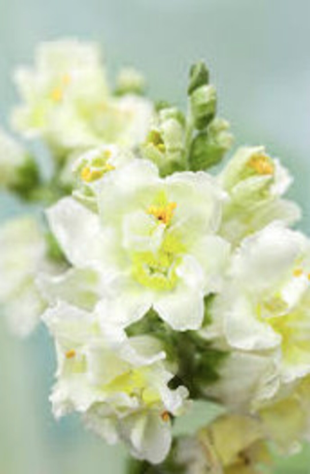 Snapdragon Madame Butterfly Ivory Seeds 25 - Etsy