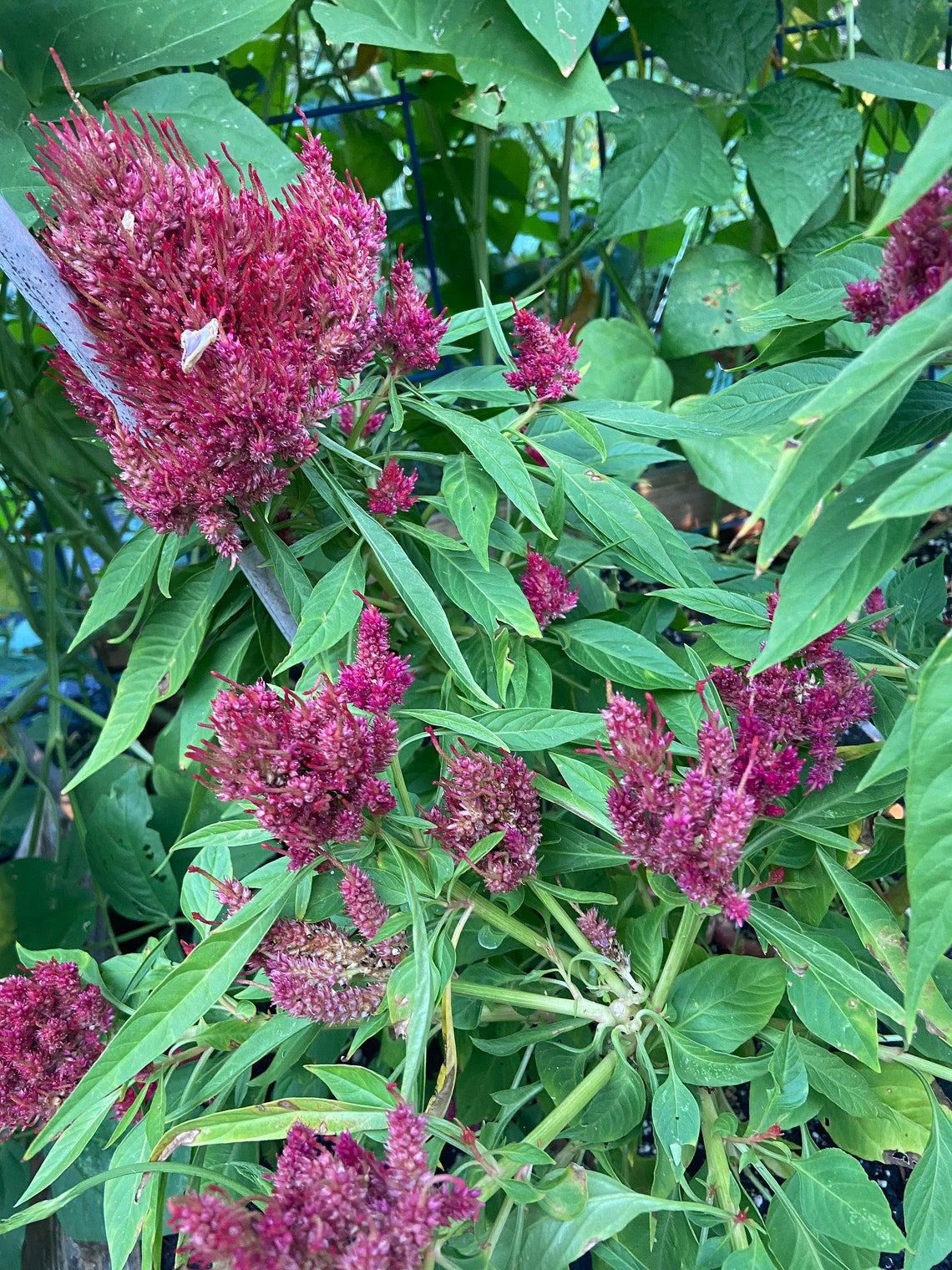 Celosia Chinese Wool Flower Heirloom Seed 40 | Etsy