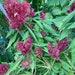 Celosia Chinese Wool Flower Heirloom Seed 40 - Etsy