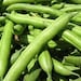 Purple Hull Big Boy Pea Seeds - Etsy