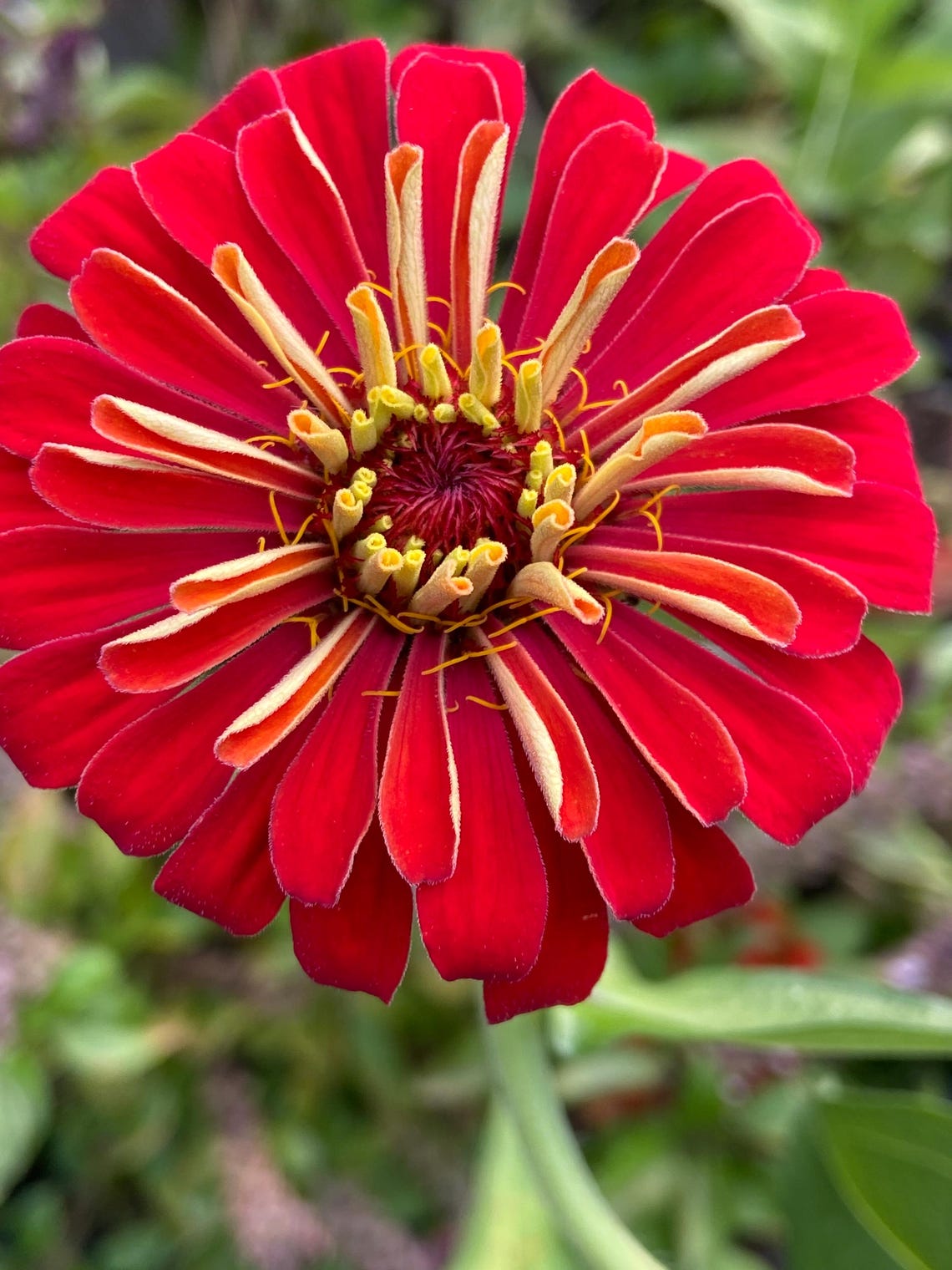 Zinnia Super Cactus Redman Heirloom Flower Seed 50 - Etsy