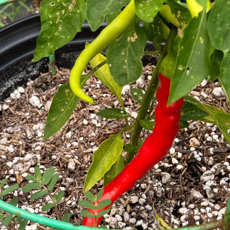 Pepper Jwala Finger Pepper Seeds 10 - Etsy