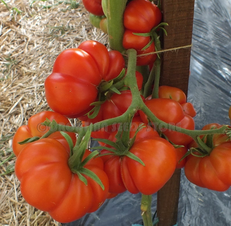 Tomato Rosso Sicilian Heirloom Organic Tomato Seeds 15 - Etsy