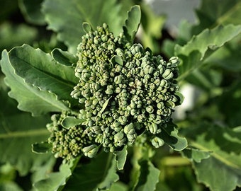 Broccoli Raab Seeds, Spring Raab Rapini, 300 Seeds // Heirloom, Non GMO ...